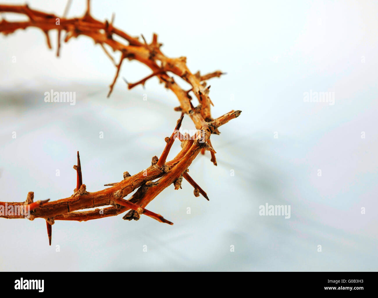 Thorn crown close up over the white background Stock Photo - Alamy