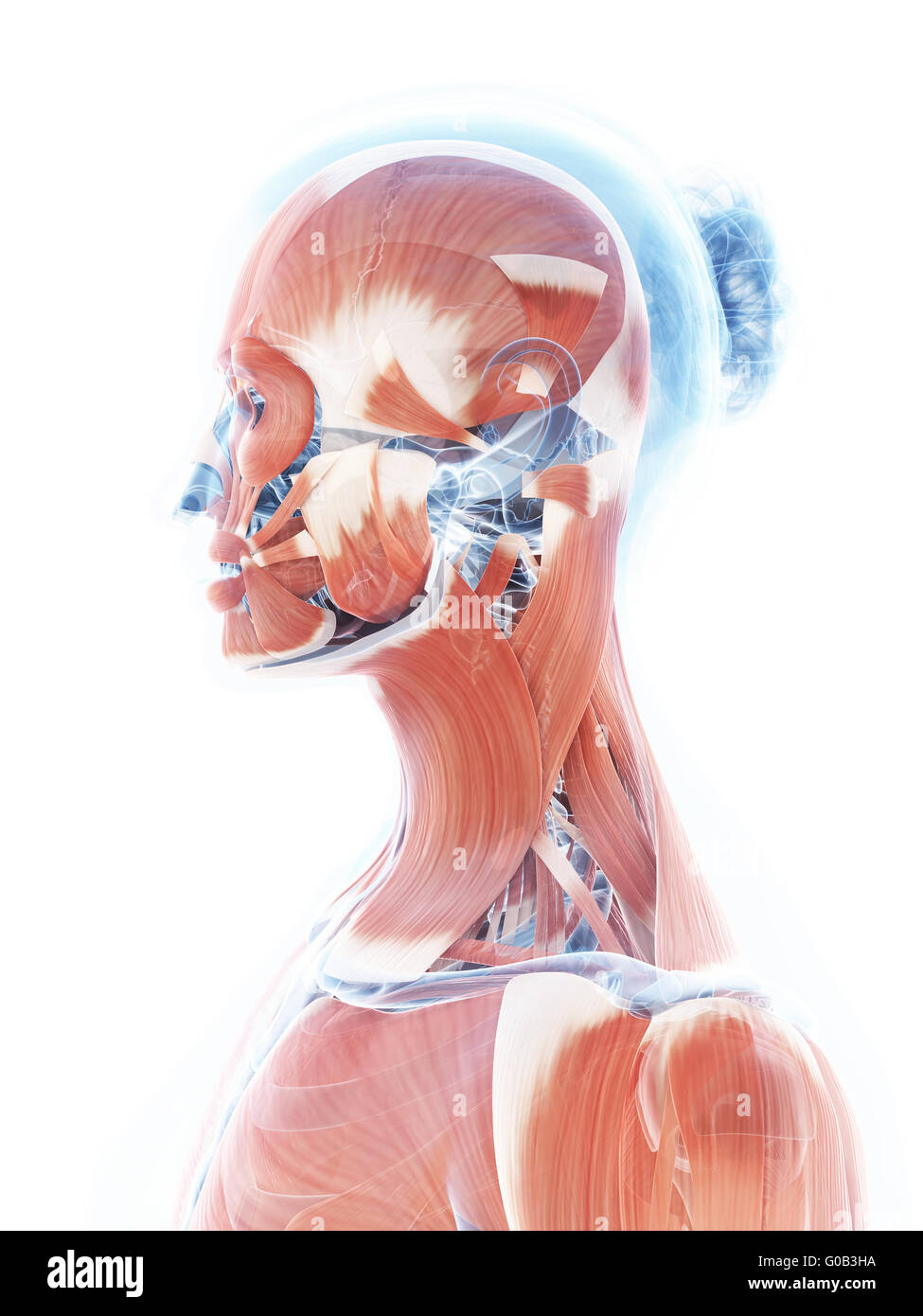 3d rendered illustration of the female muscle system Stock Photo - Alamy