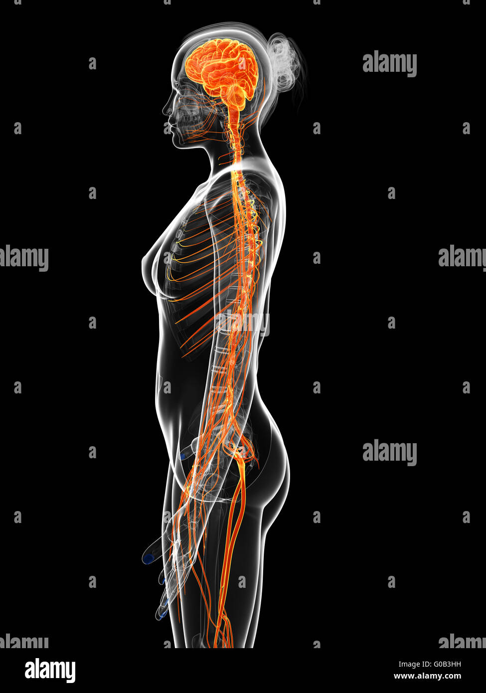 3d rendered illustration of the female nervous system Stock Photo - Alamy