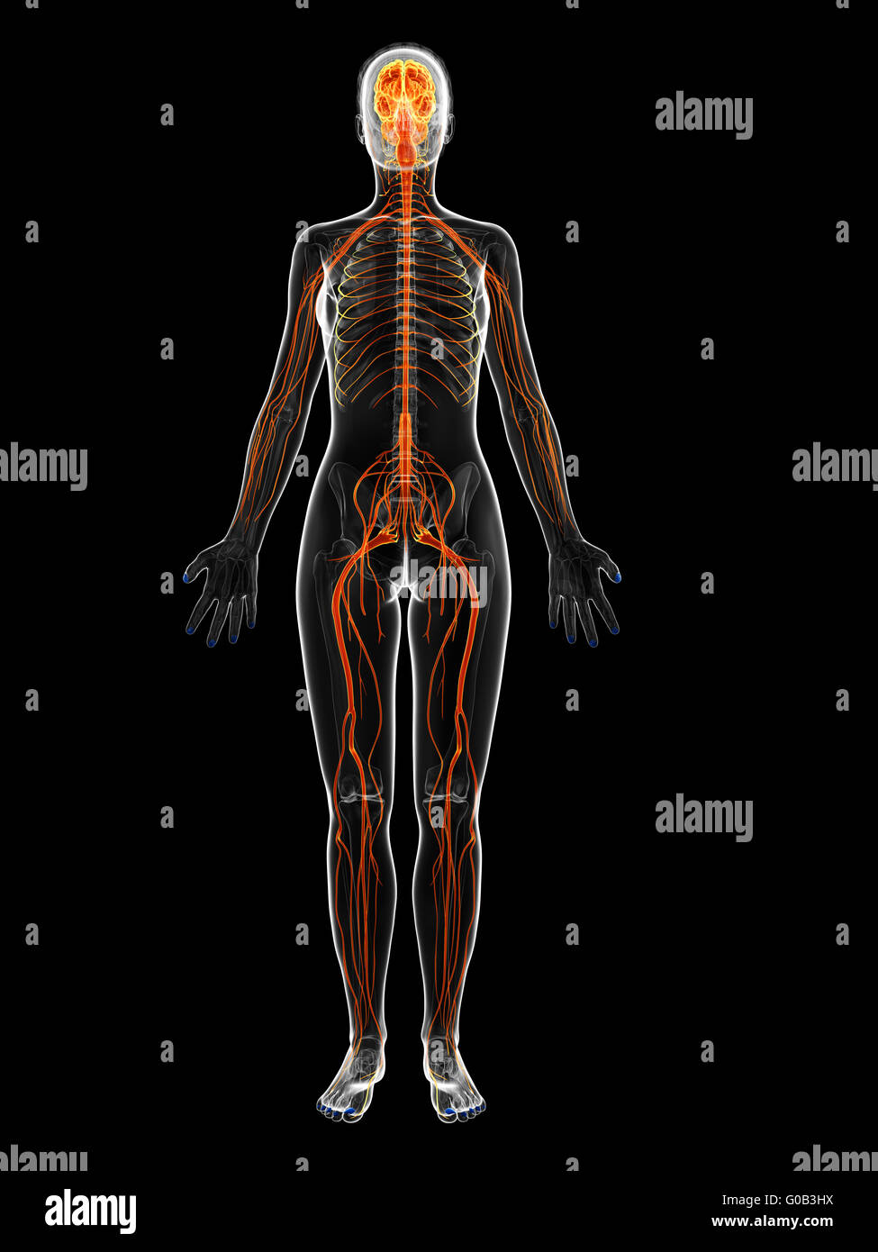 3d rendered illustration of the female nervous system Stock Photo - Alamy