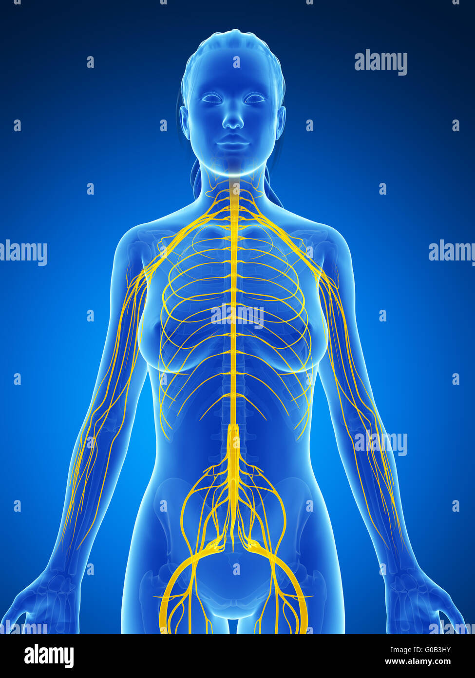 3d rendered illustration of the female nervous system Stock Photo - Alamy
