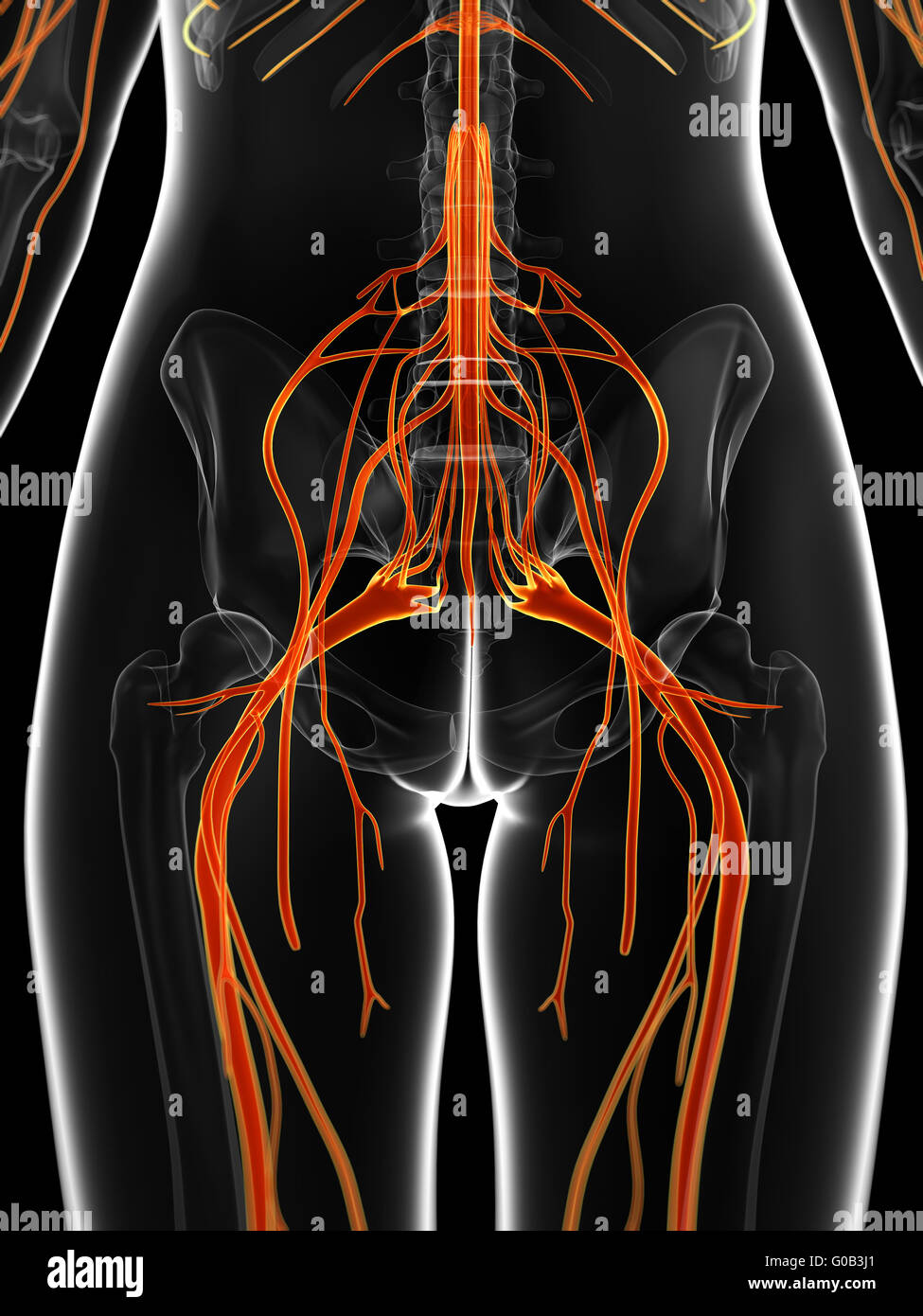3d rendered illustration of the female nervous system Stock Photo - Alamy