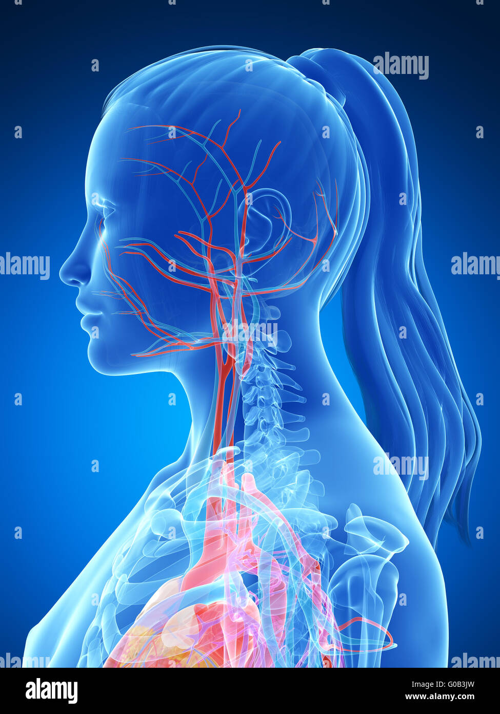 Female vascular system hi-res stock photography and images - Alamy