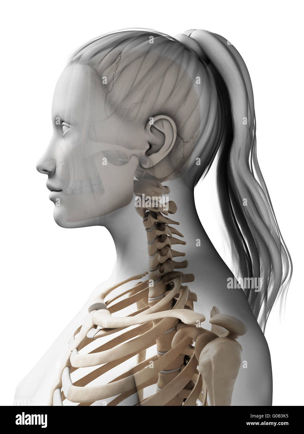 3d rendered illustration of the female skeleton Stock Photo - Alamy