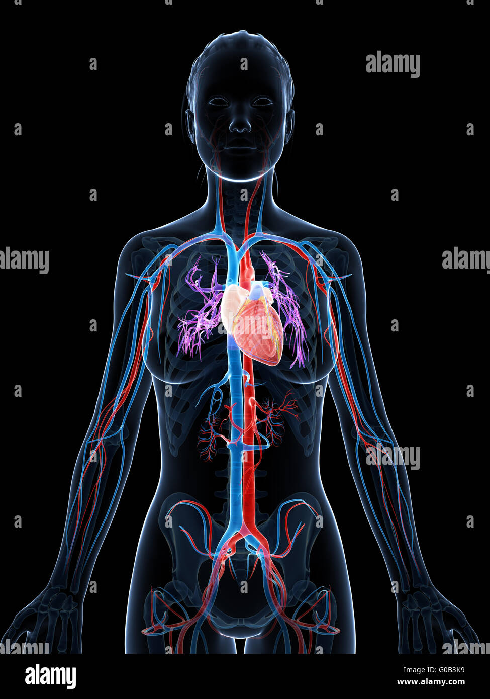 3d rendered illustration of the female vascular system Stock Photo - Alamy