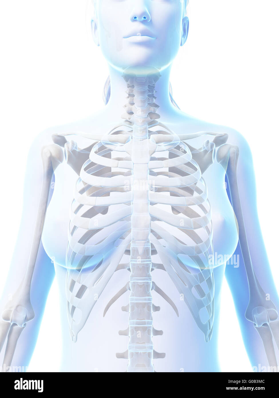 3d rendered illustration of the female skeleton Stock Photo - Alamy