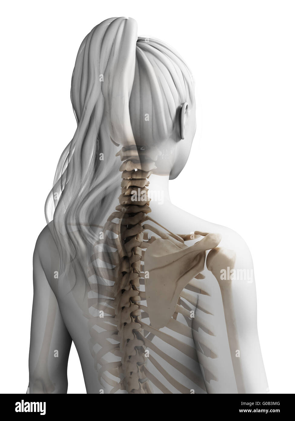 3d rendered illustration of the female skeleton Stock Photo - Alamy