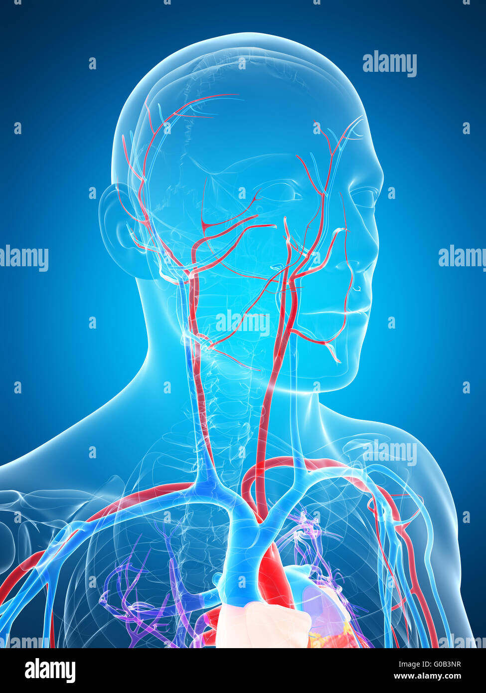 3d rendered illustration of the human vascular system Stock Photo - Alamy