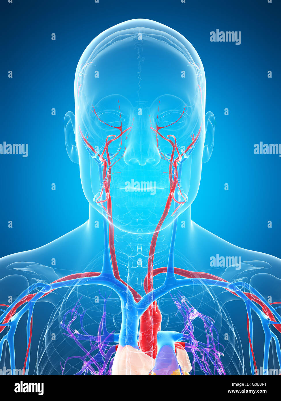 3d rendered illustration of the human vascular system Stock Photo - Alamy