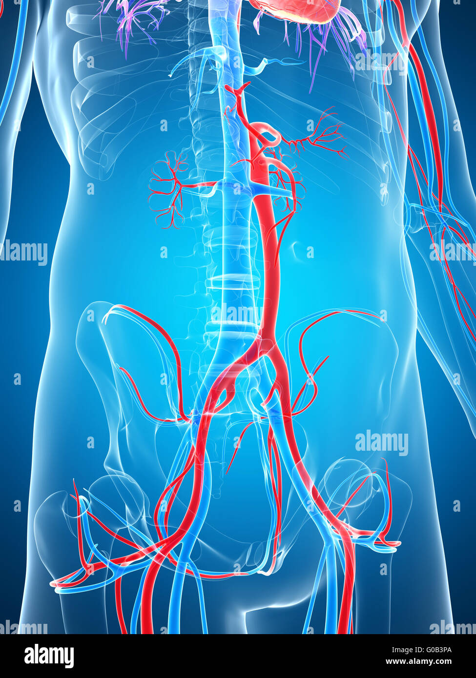 3d rendered illustration of the human vascular system Stock Photo - Alamy