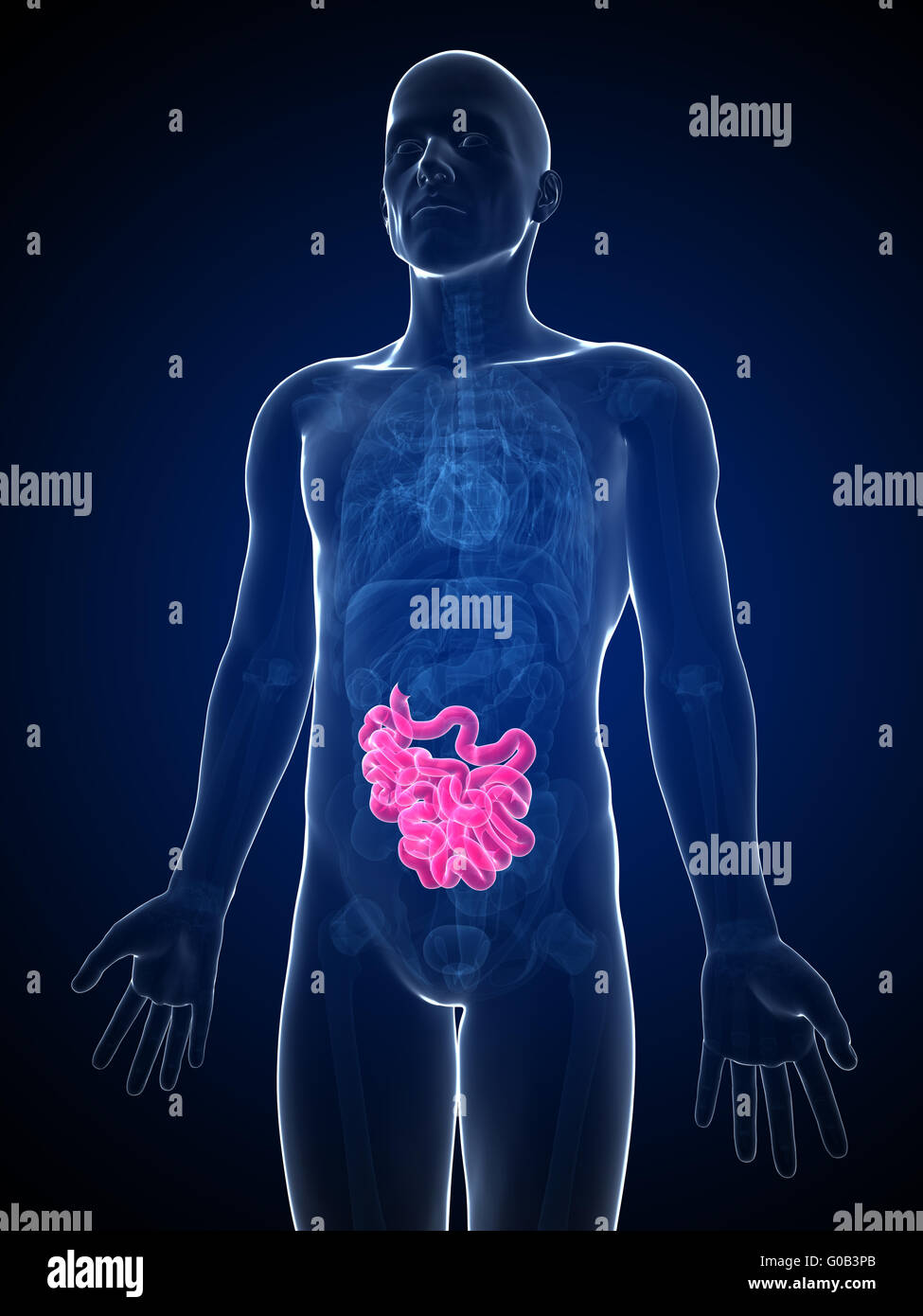 3d rendered illustration of the male small intestine Stock Photo - Alamy