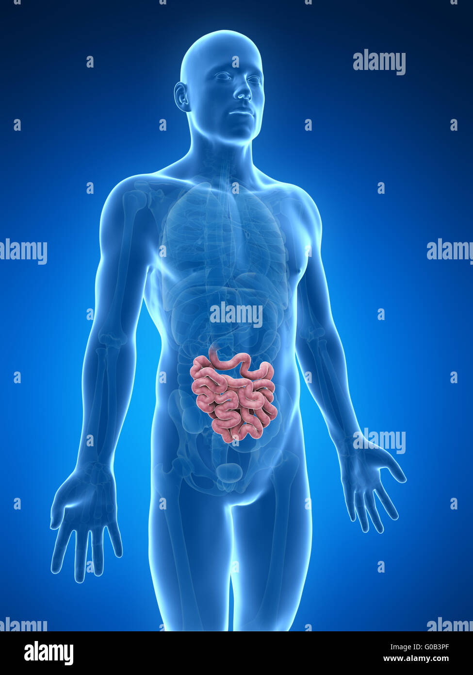 3d rendered illustration of the small intestine Stock Photo - Alamy