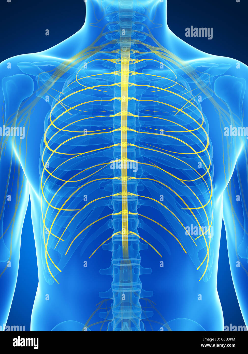 Intercostal Nerve Stock Photos & Intercostal Nerve Stock Images - Alamy