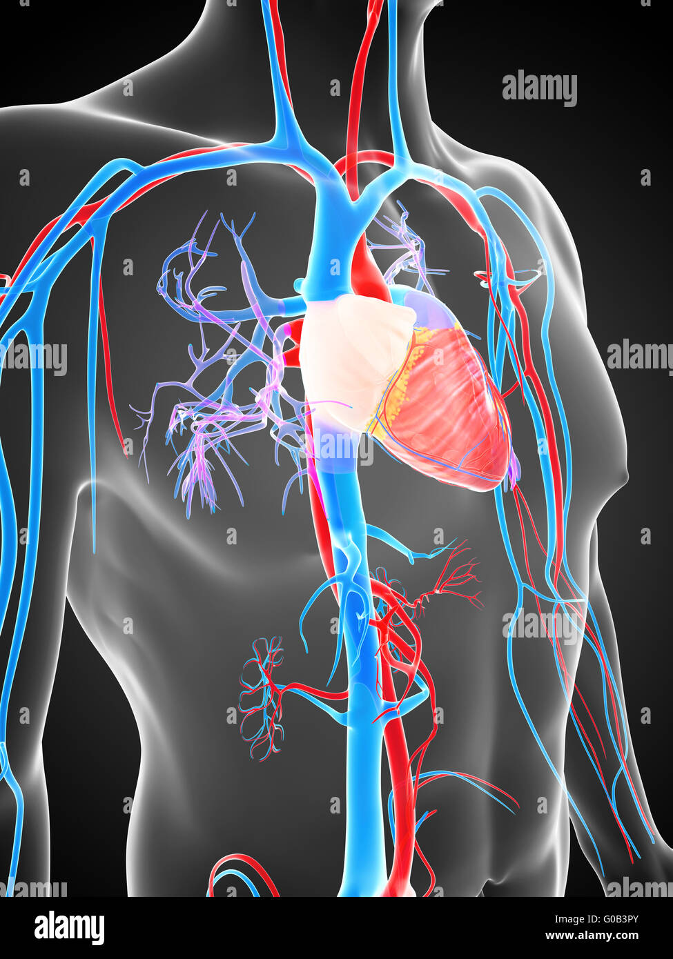 3d rendered illustration of the human vascular system Stock Photo - Alamy