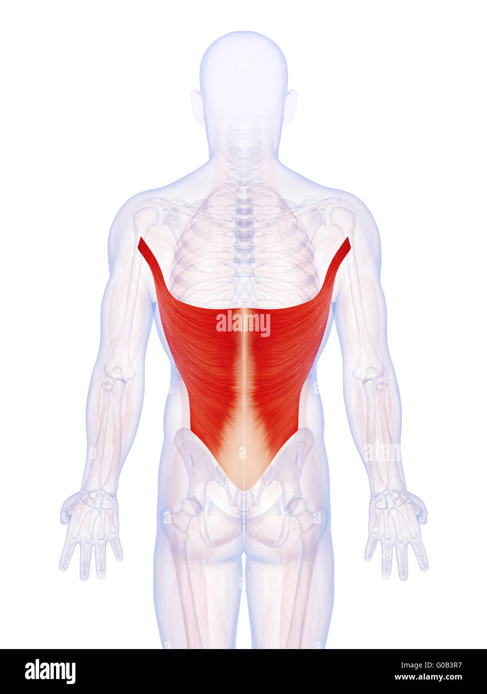 Dorsi hi-res stock photography and images - Alamy