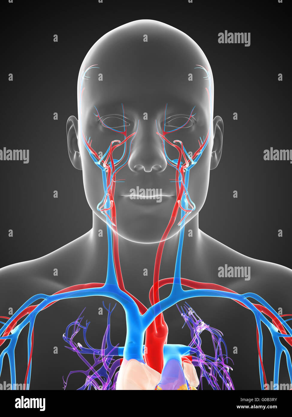 3d rendered illustration of the human vascular system Stock Photo - Alamy