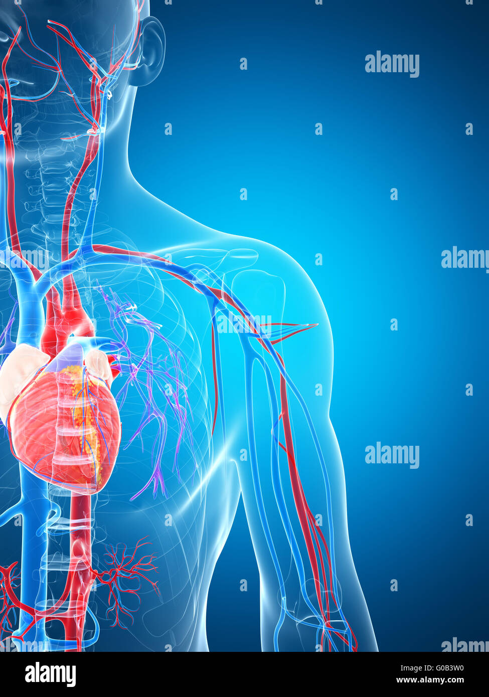 3d rendered illustration of the human vascular system Stock Photo - Alamy