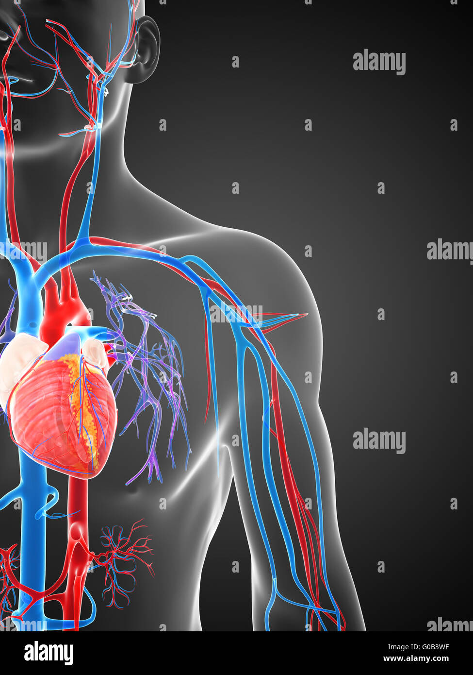 3d rendered illustration of the human vascular system Stock Photo - Alamy