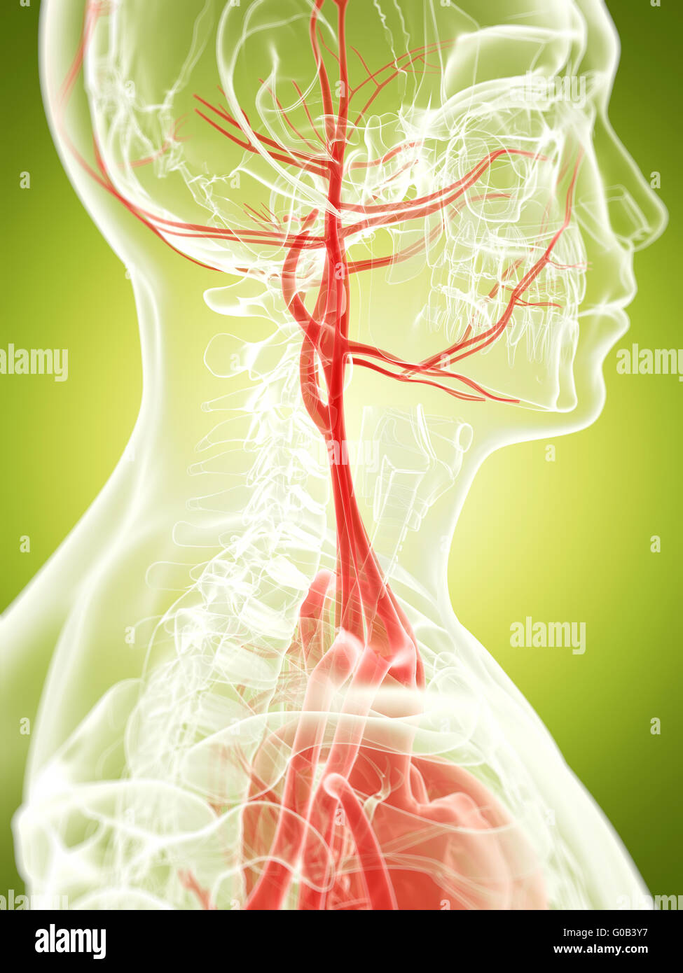 3d rendered illustration of the vascular system Stock Photo - Alamy