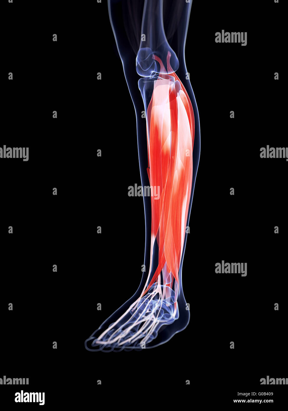 3d rendered illustration of the lower leg muscles Stock Photo - Alamy