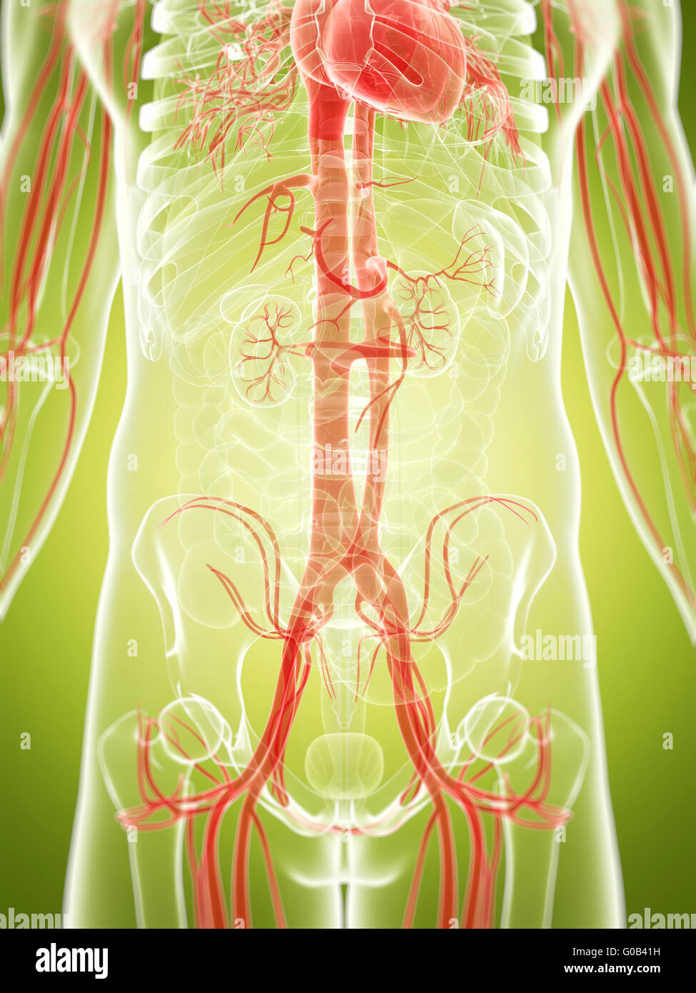 3d rendered illustration of the vascular system Stock Photo - Alamy