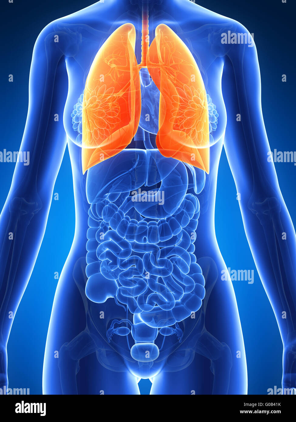 Lobes of the lung hi-res stock photography and images - Alamy