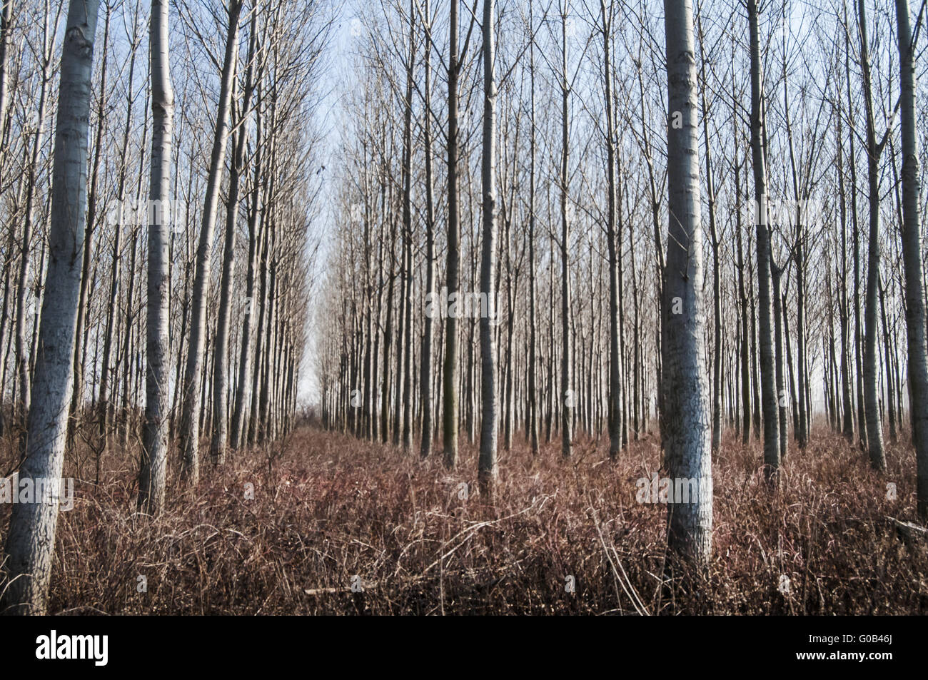 Forest of poplar plantations in sunny winter day Stock Photo - Alamy