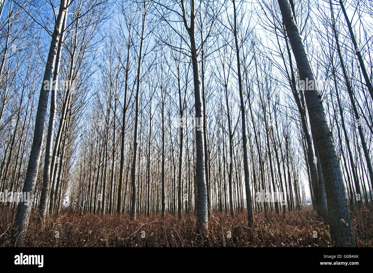 Forest of poplar plantations in sunny winter day Stock Photo - Alamy