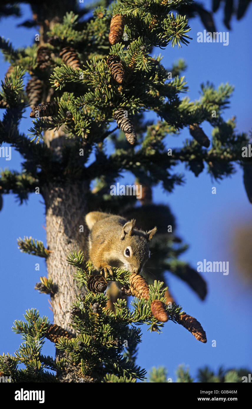 American Red Squirrel connecting spruce cones Stock Photo - Alamy