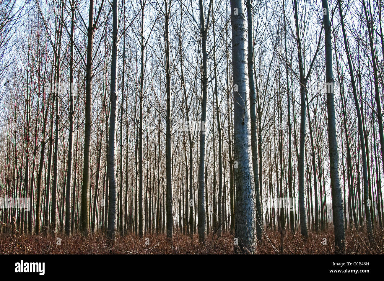 Forest of poplar plantations in sunny winter day Stock Photo - Alamy