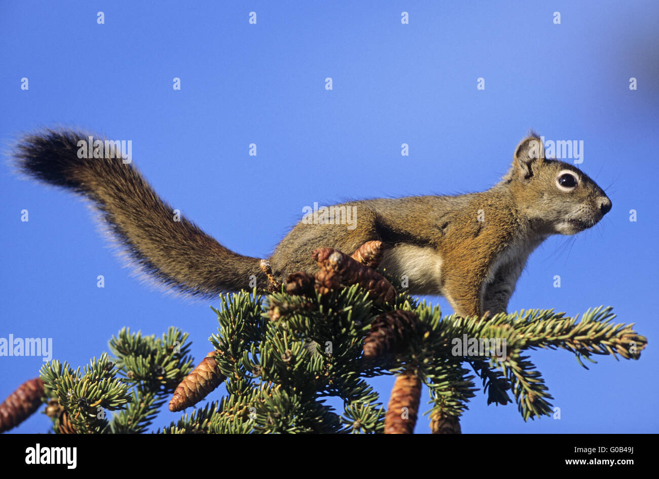 Chickaree hi-res stock photography and images - Alamy