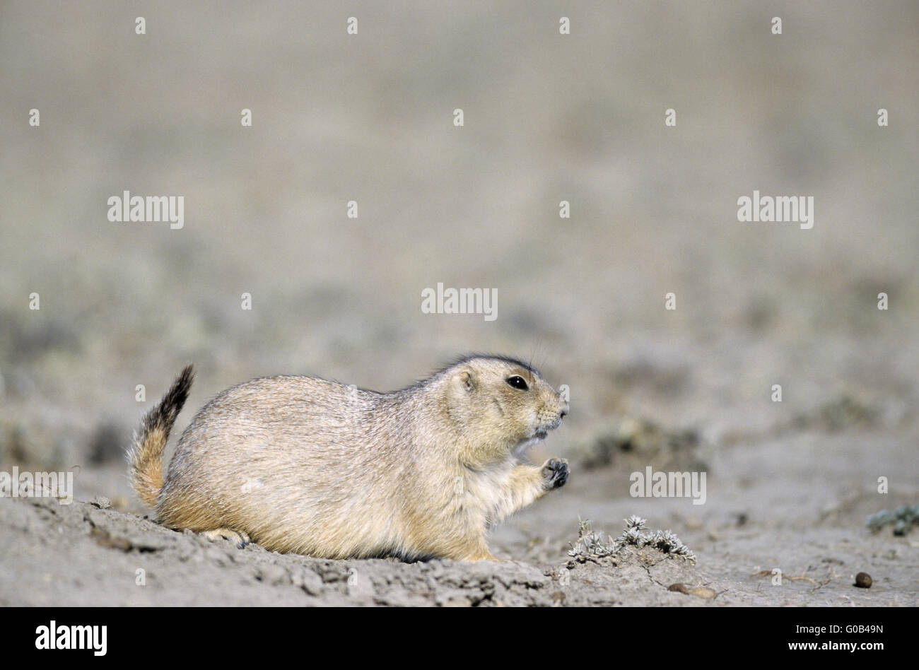 Black-tailed Prairie Dog feeding in front of den Stock Photo - Alamy