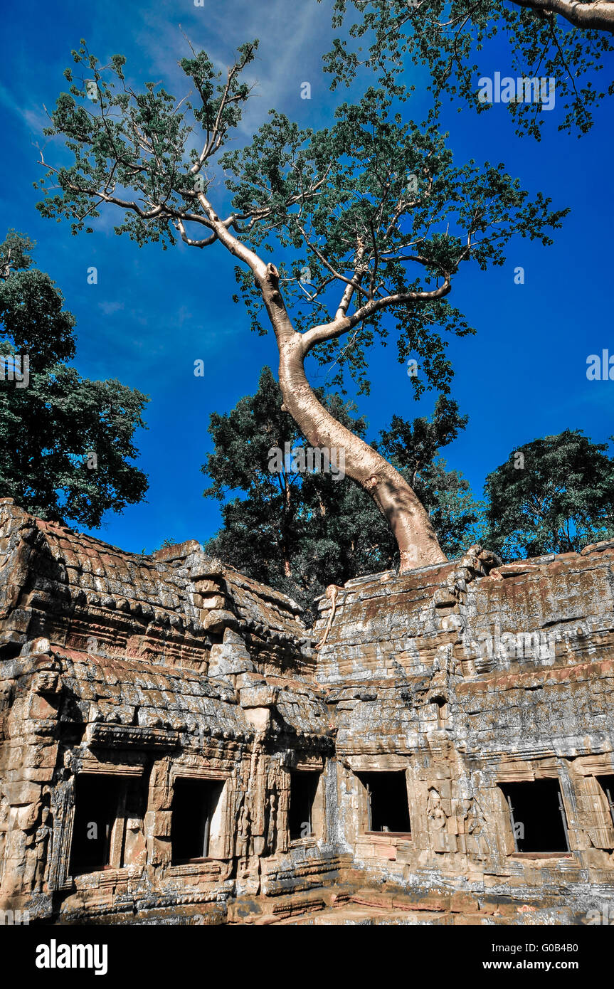 Giant tree covering Ta Prom and Angkor Wat temple, Siem Reap, Cambodia ...