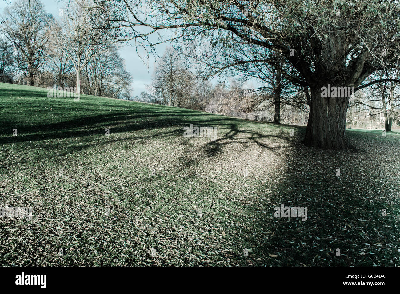 Strong trees hi-res stock photography and images - Alamy