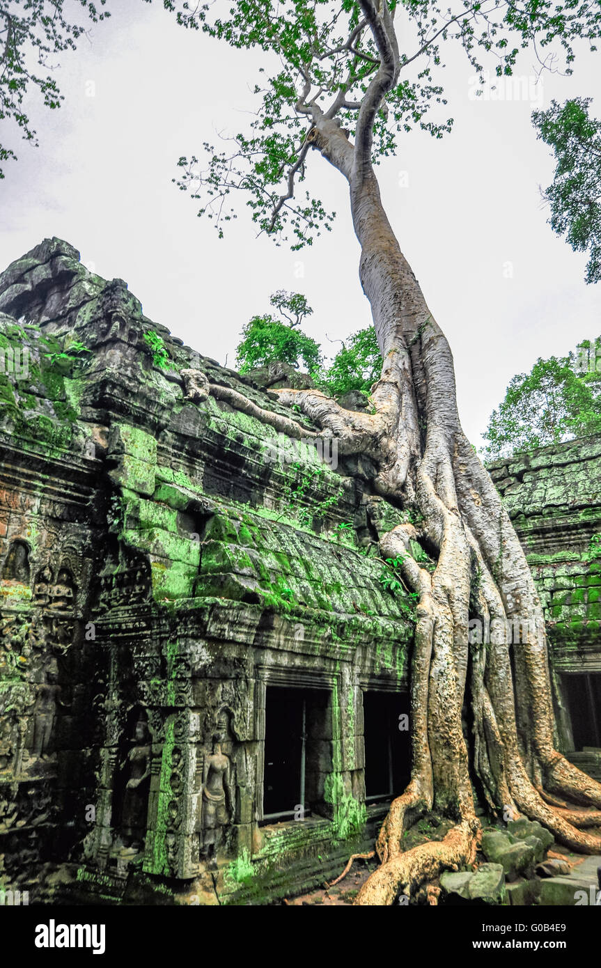 Giant tree covering Ta Prom and Angkor Wat temple, Siem Reap, Cambodia ...