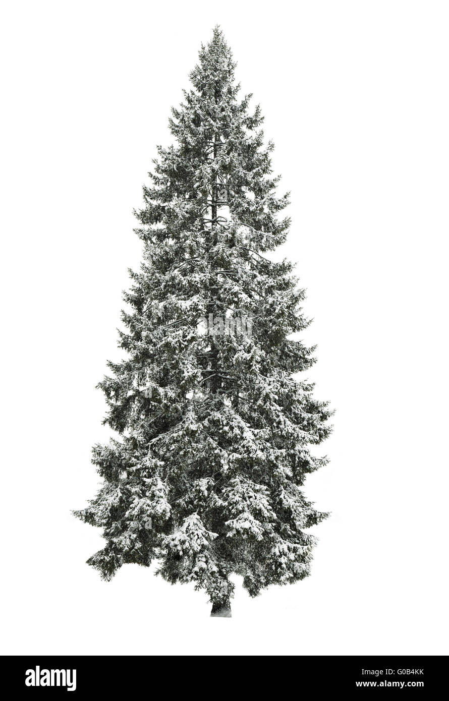 A tall fir tree covered with snow isolated over white Stock Photo - Alamy