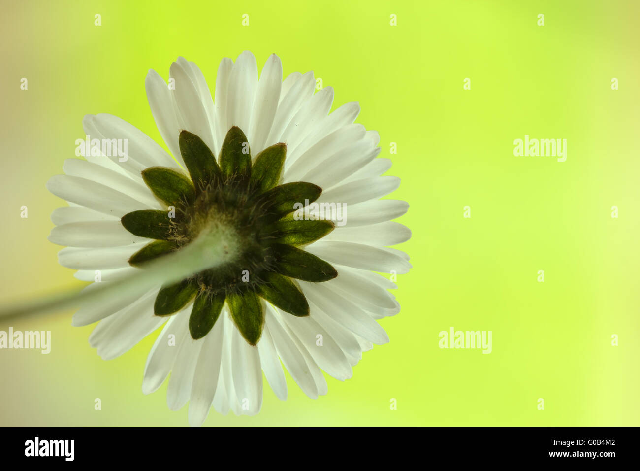 Daisy from behind Stock Photo - Alamy