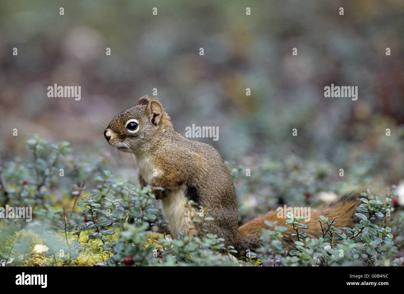 Alaska red squirrel hi-res stock photography and images - Alamy