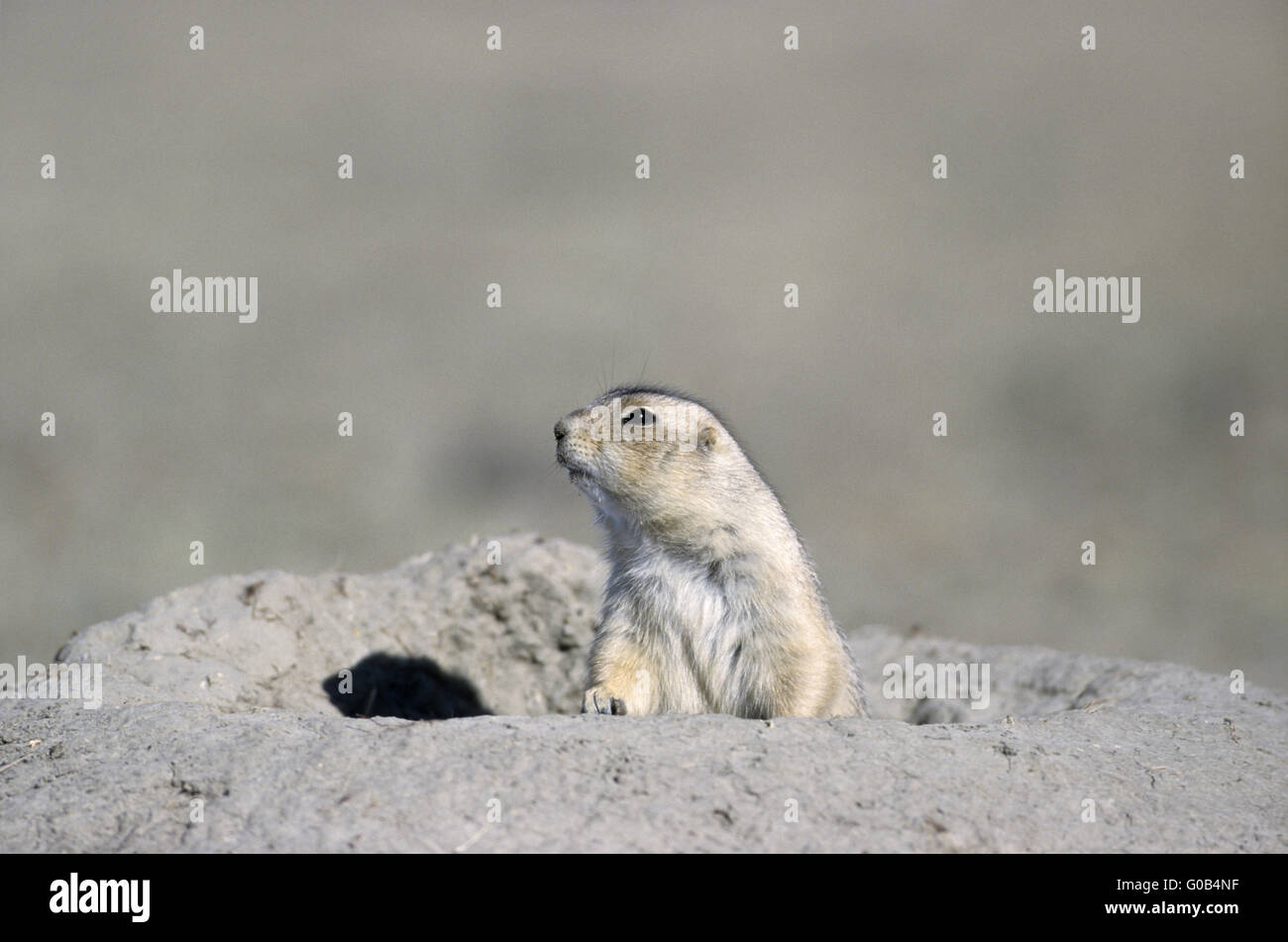Black-tailed Prairie Dog at the entrance of den Stock Photo - Alamy