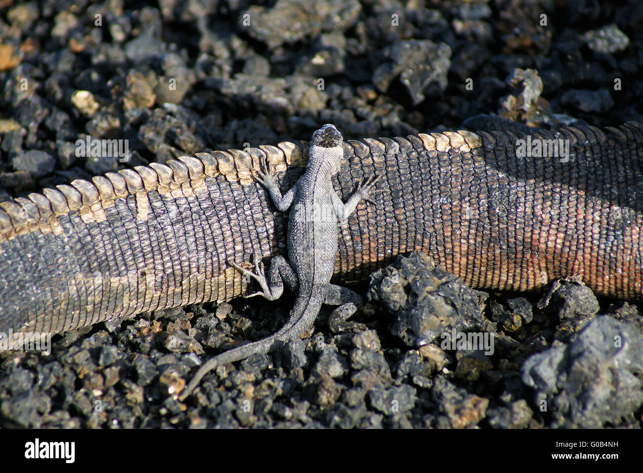 small iguana sitting on the tail of a bigger one Stock Photo - Alamy