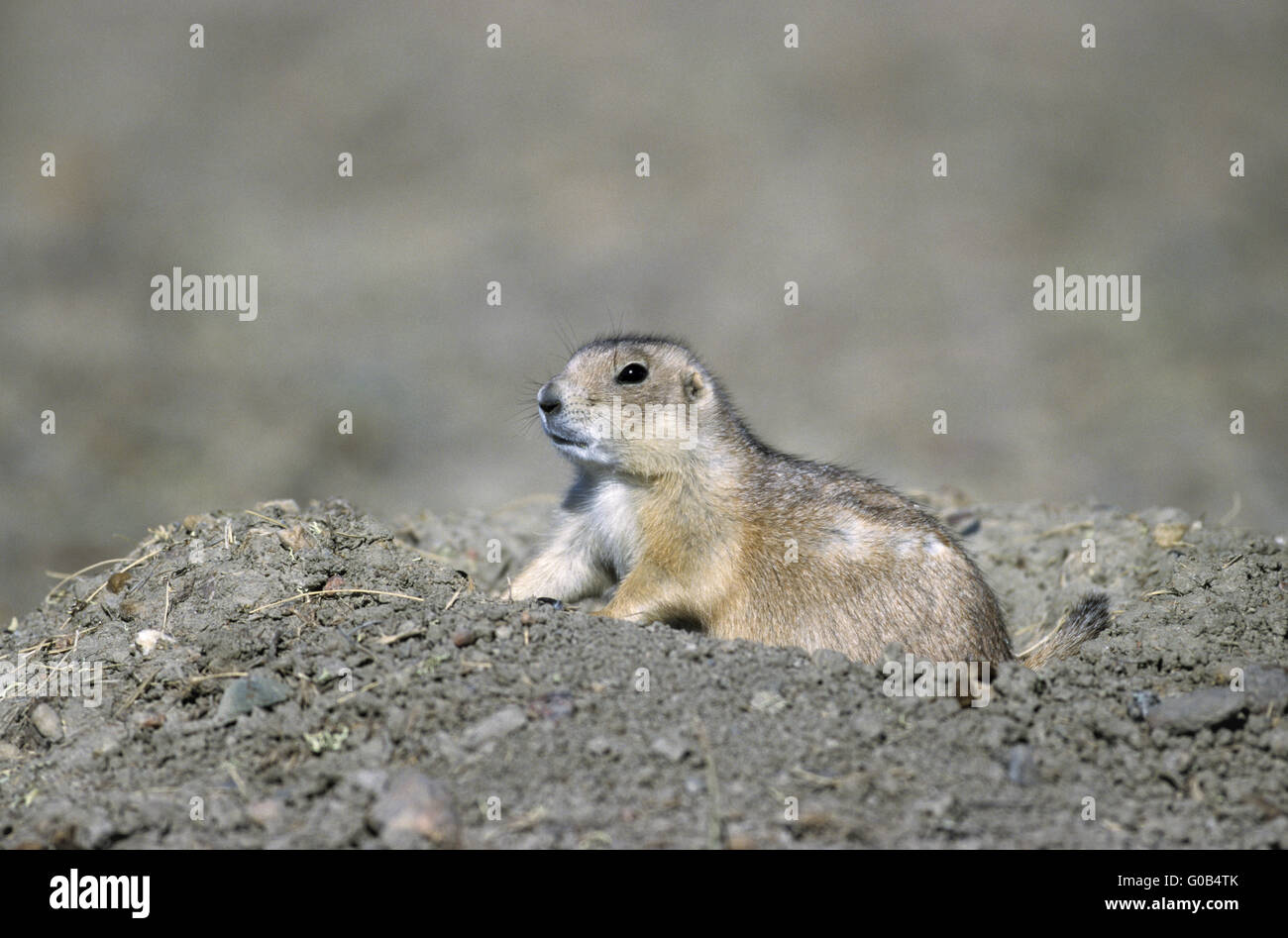 Black-tailed Prairie Dog at the entrance of den Stock Photo - Alamy