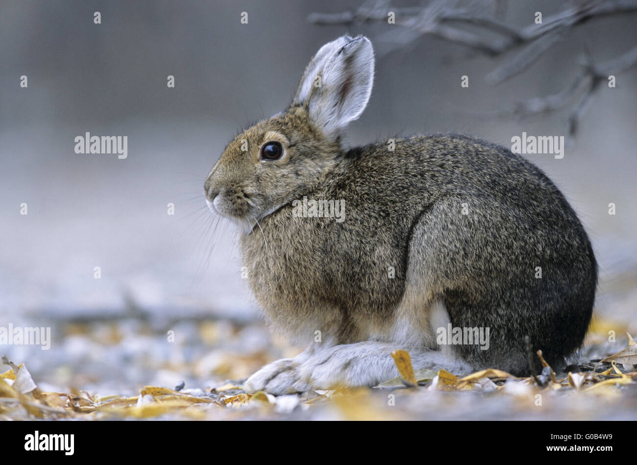 Snowshoe Hare resting under a willow tree Stock Photo - Alamy