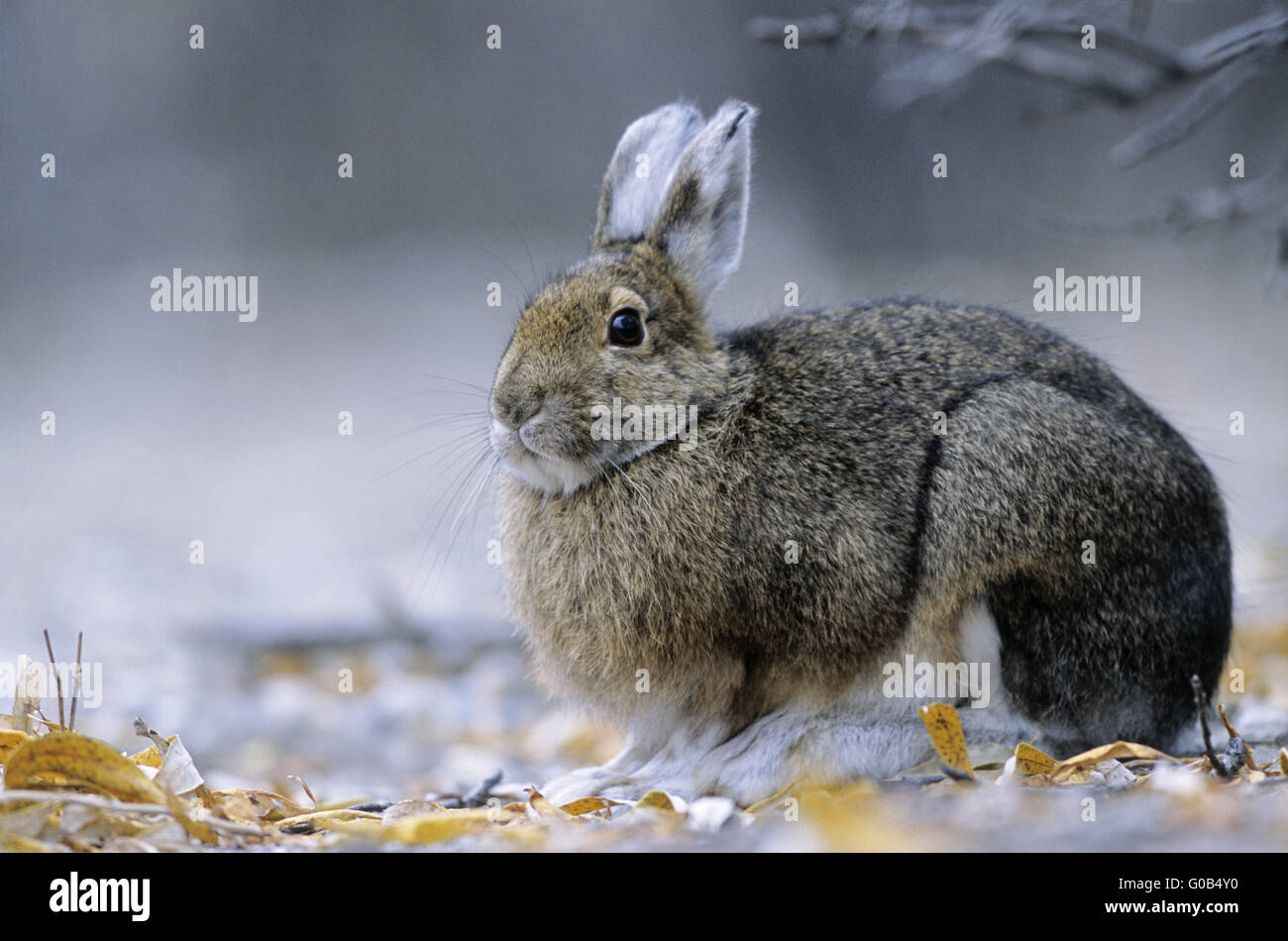 Snowshoe Hare resting under a willow tree Stock Photo - Alamy