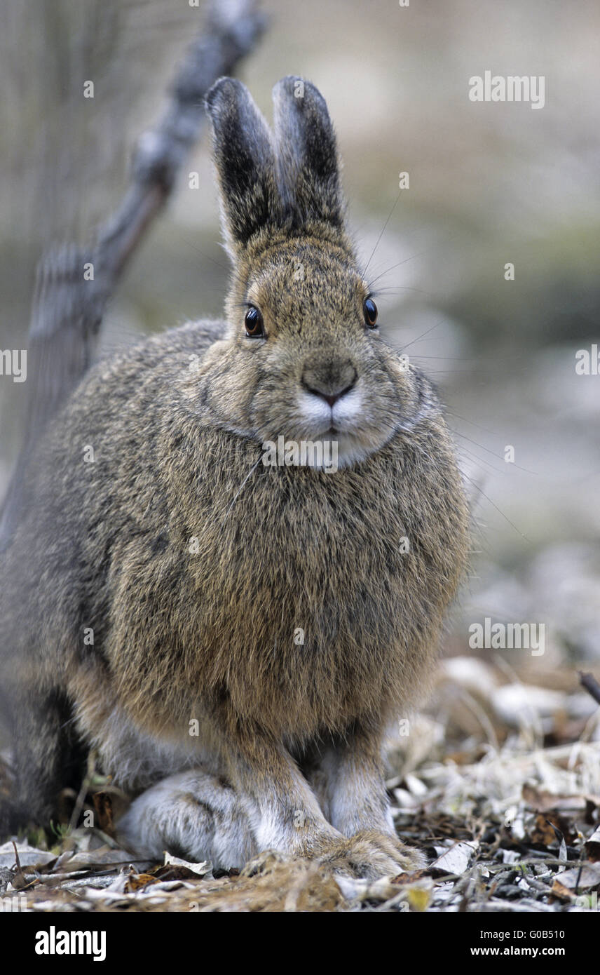 Snowshoe Hare resting under a willow tree Stock Photo - Alamy