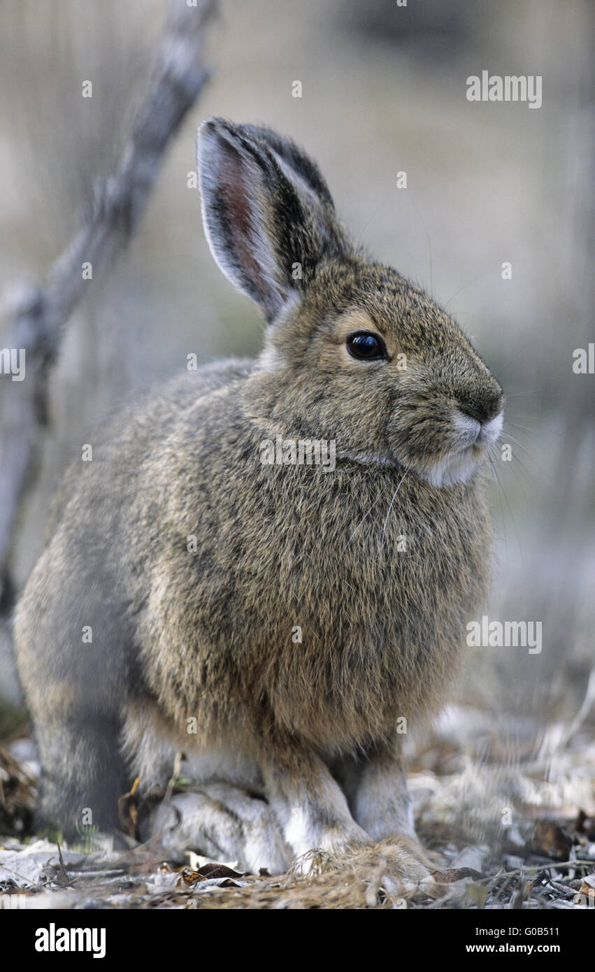 Snowshoe Hare resting under a willow tree Stock Photo - Alamy