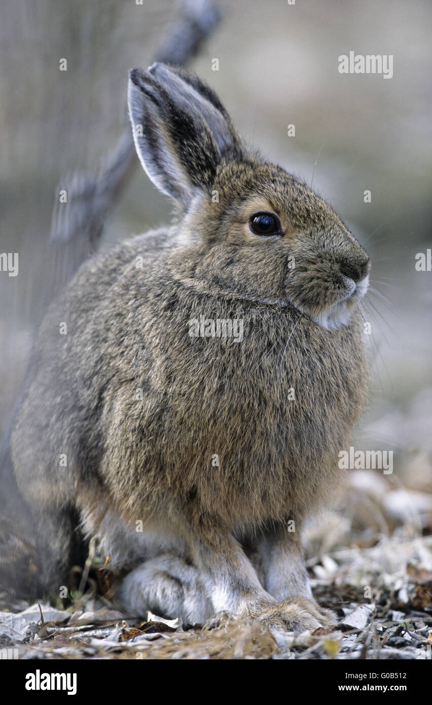 Snowshoe Hare resting under a willow tree Stock Photo - Alamy