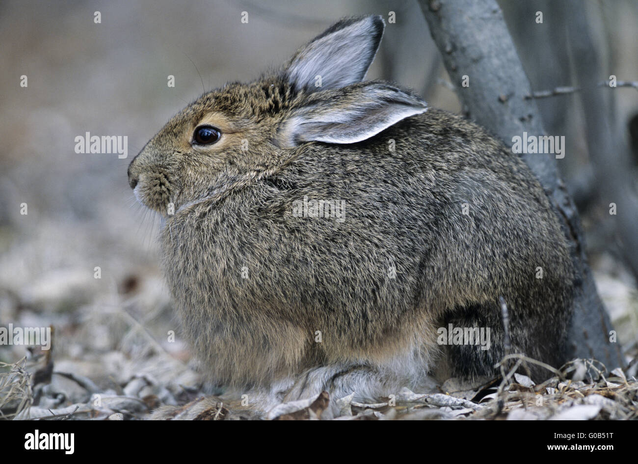 Snowshoe Hare resting under a willow tree Stock Photo - Alamy
