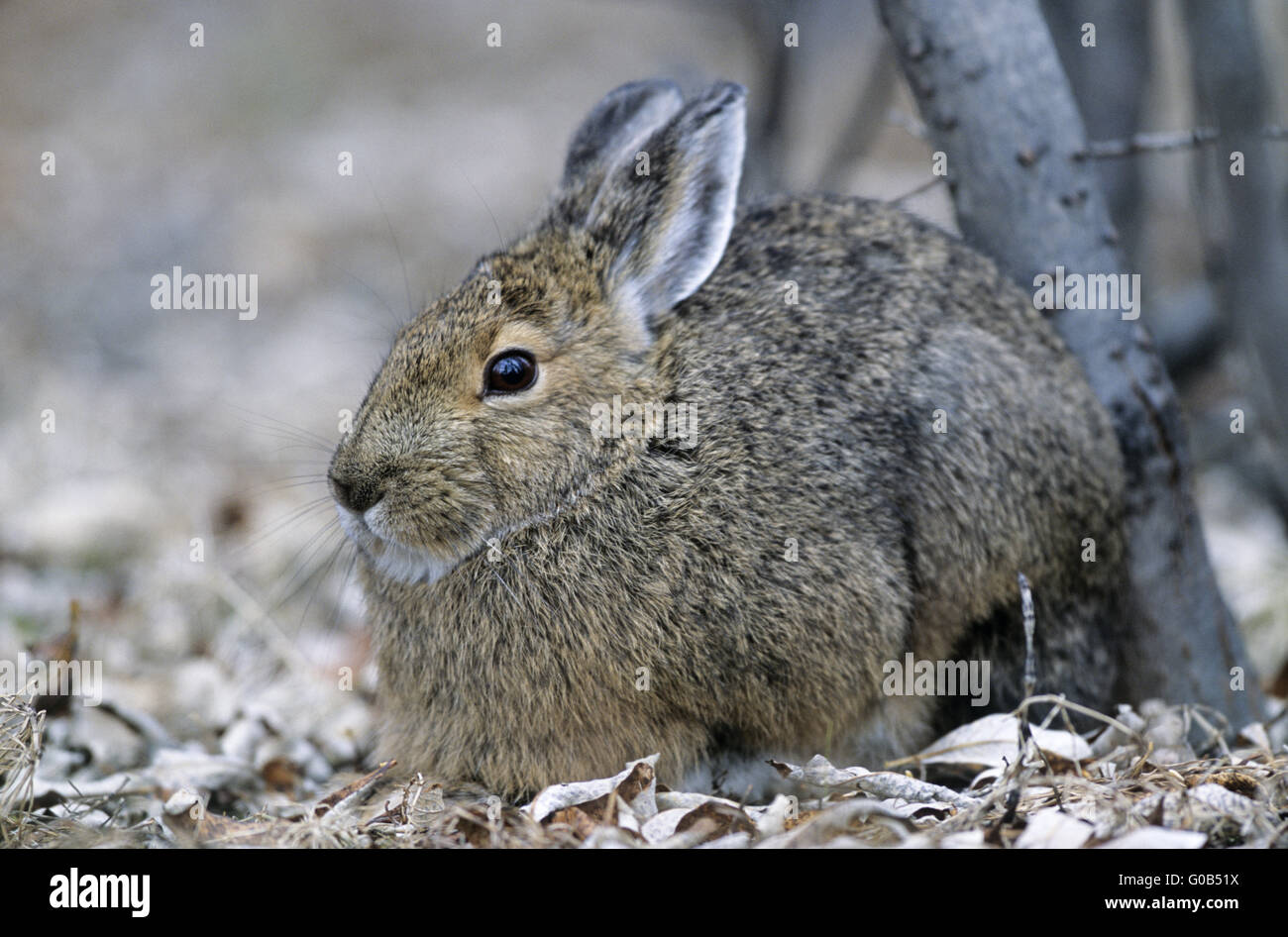 Willow hares hi-res stock photography and images - Alamy