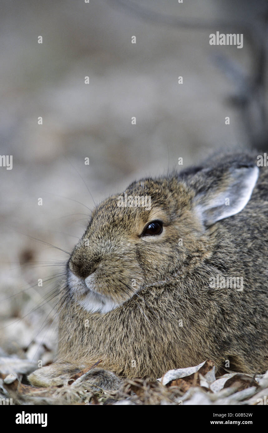 Willow hares hi-res stock photography and images - Alamy
