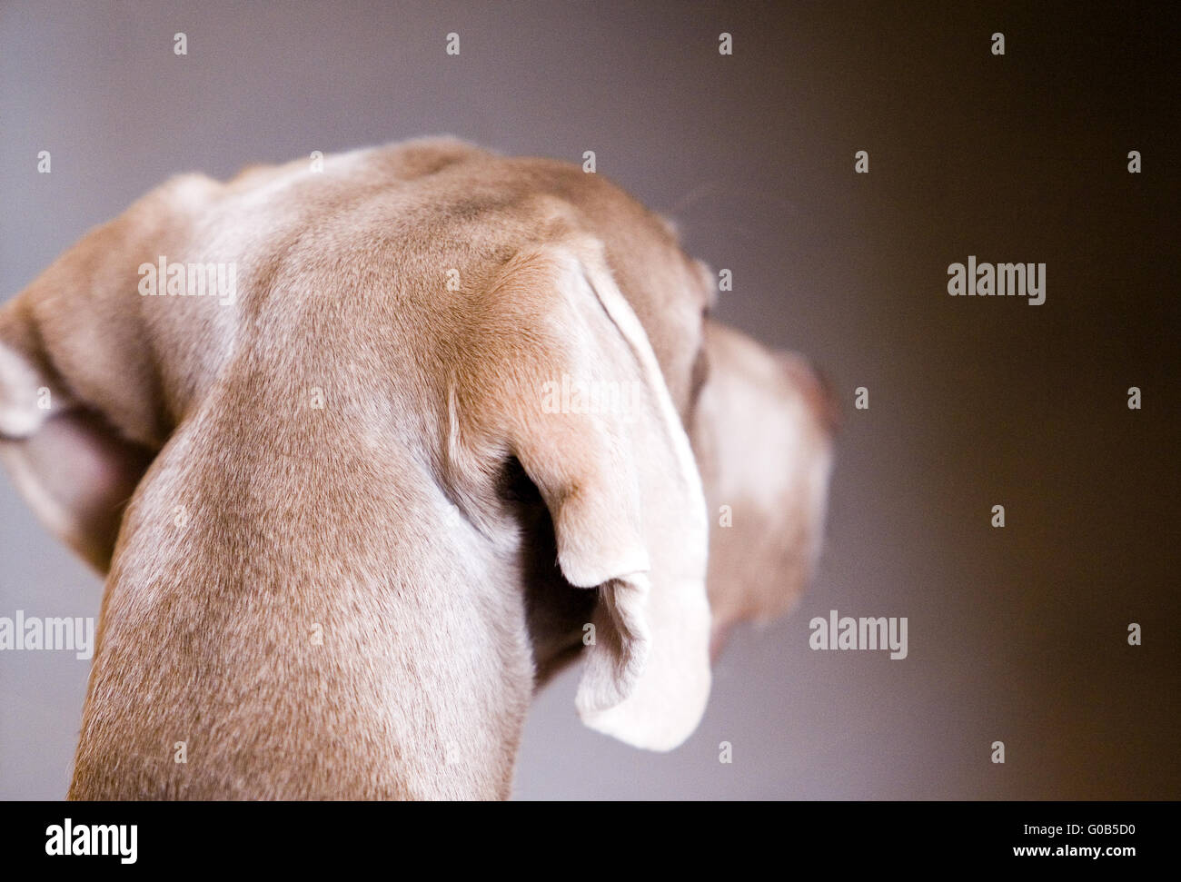 line of sight Stock Photo - Alamy